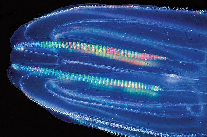 Overnight Bio Bay Kayak Tour in Vieques Island - Frequently Asked Questions