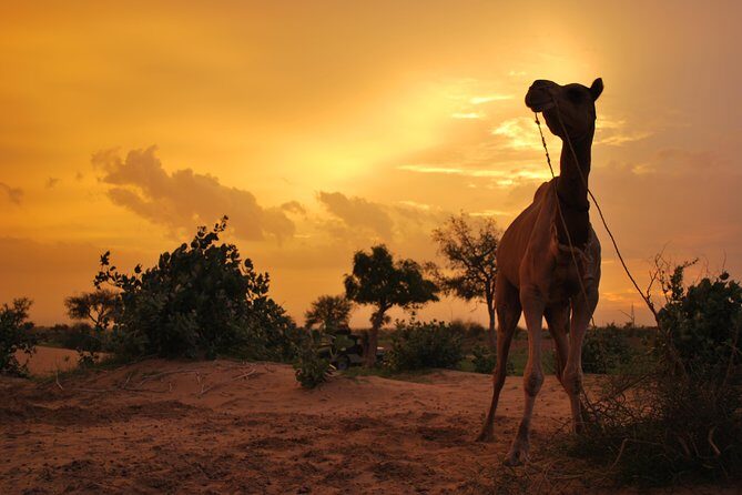 Overnight Camel Safari (remote And Isolated) - Key Points