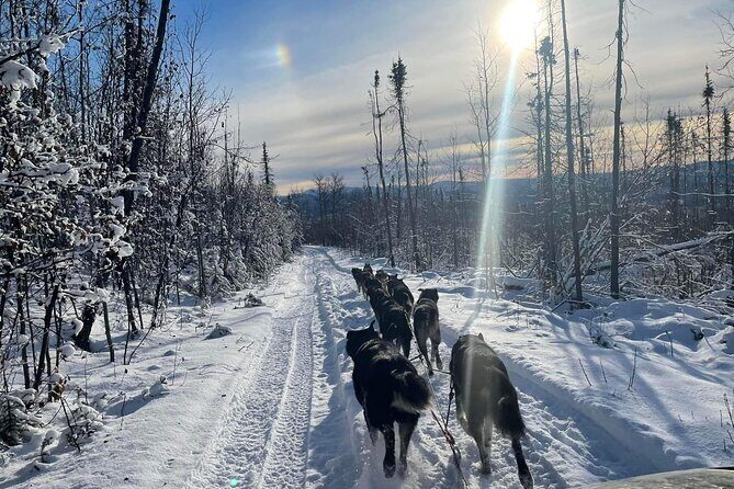 Overnight Dog Sledding Adventure - Enjoying Camp Life and Aurora Viewing