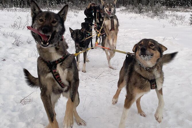 Overnight Dog Sledding Adventure - FAQ