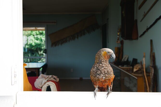 Overnight Experience Tour on Kapiti Island - Final Thoughts