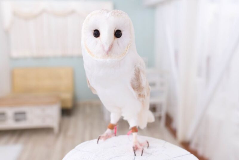 Owl Cafe Tokyo Akiba Fukurou - The Experience: A Detailed Look at What’s Included and What You Can Expect