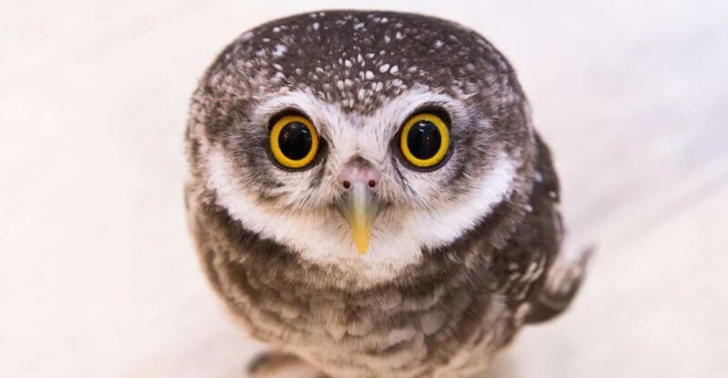 Owl Cafe Tokyo Akiba Fukurou - Analyzing the Value: Is It Worth It?