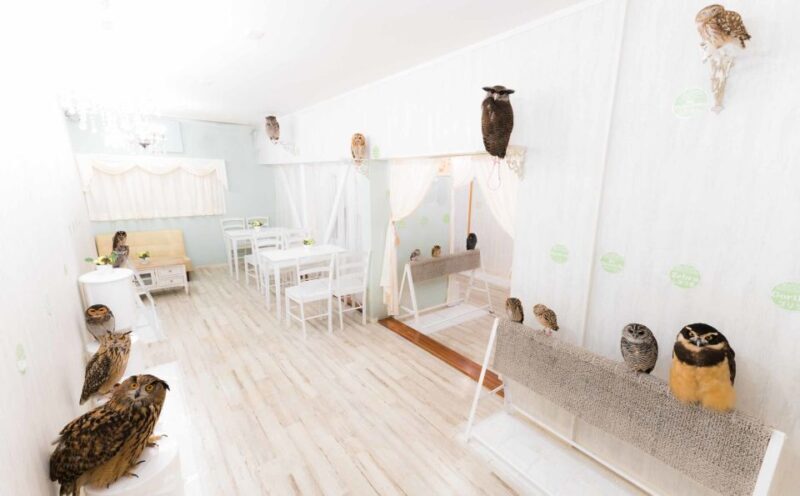 Owl Cafe Tokyo Akiba Fukurou - The Sum Up