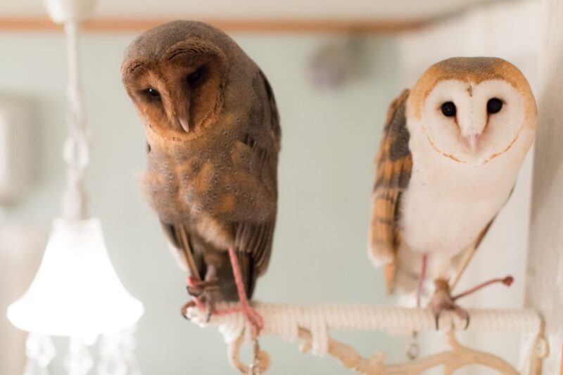 Owl Cafe Tokyo Akiba Fukurou - FAQ