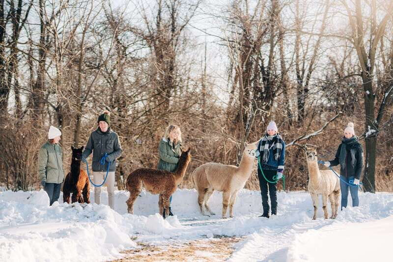 Oxford County, ON: Alpaca Farm Walk & Learning Experience - Key Points