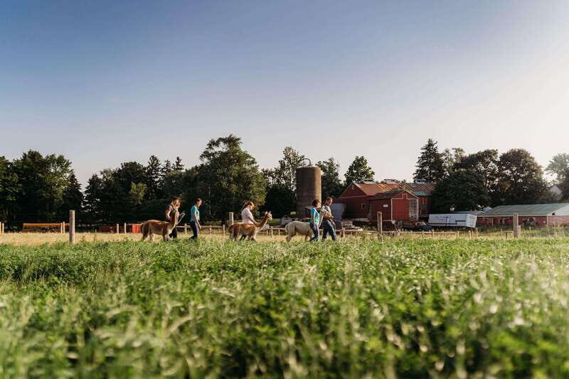 Oxford County, ON: Alpaca Farm Walk & Learning Experience - A Closer Look at the Experience