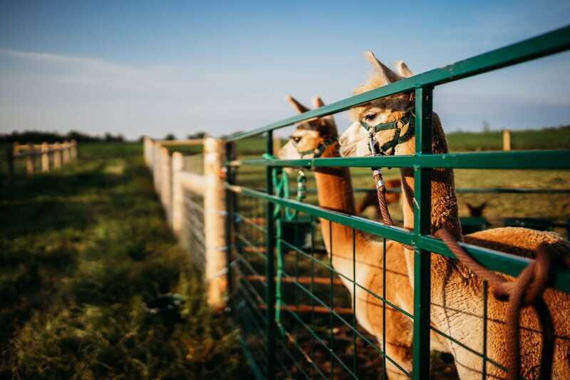 Oxford County, ON: Alpaca Farm Walk & Learning Experience - Final Thoughts