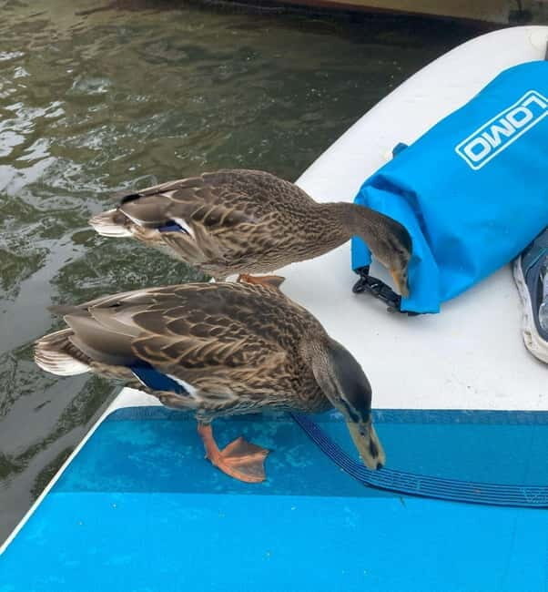 Oxford: Paddleboarding Tour with Lesson - Who Will Love This?