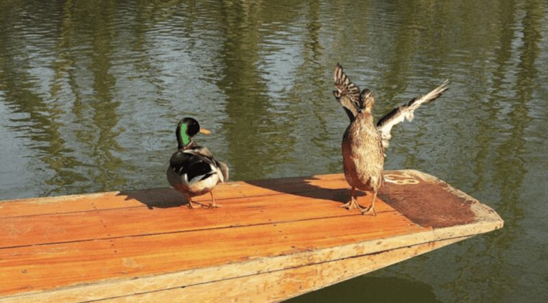 Oxford University : Punting - Experience and Value of the Oxford Punting Tour