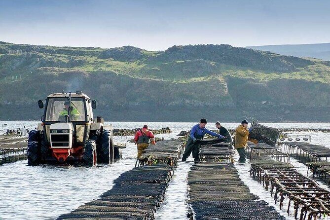Oyster Farm and Tasting Experience - What’s Included and How the Day Unfolds