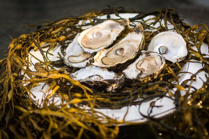 Oyster Farm and Tasting Experience - Final Thoughts: Why Consider This Experience?