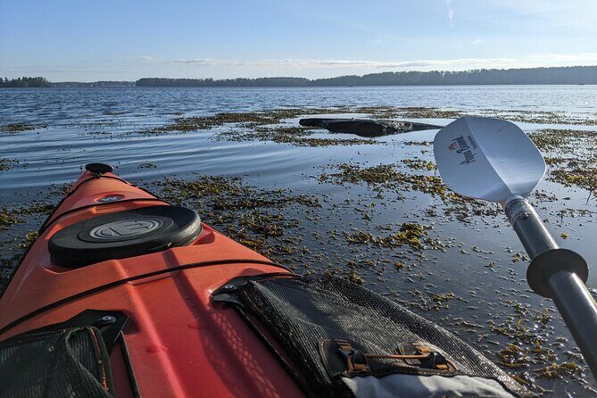 Oyster Tasting and Kayak Tour - The Sum Up: Is It Worth It?