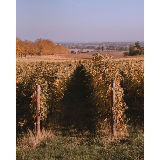 Ozzano Emilia: Guided Cellar Walking Tour with Wine Tasting - Final Thoughts