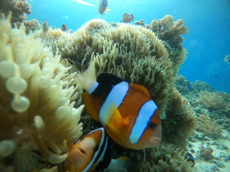 Ozzy Snorkeling 3 Islands Visit Baby Turtles - Key Points