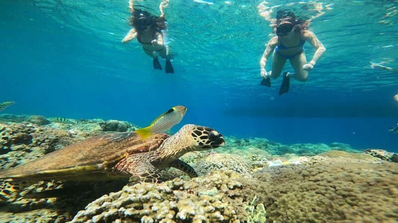 Ozzy Snorkeling 3 Islands Visit Baby Turtles - Price and Value: Is It Worth It?
