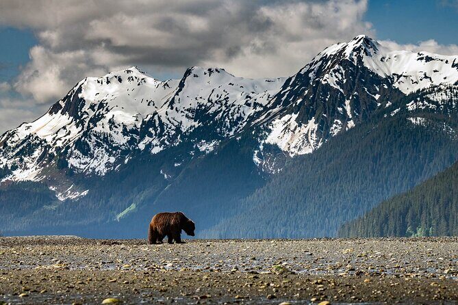 Pack Creek Bear Viewing - A Practical, In-Depth Look at the Experience