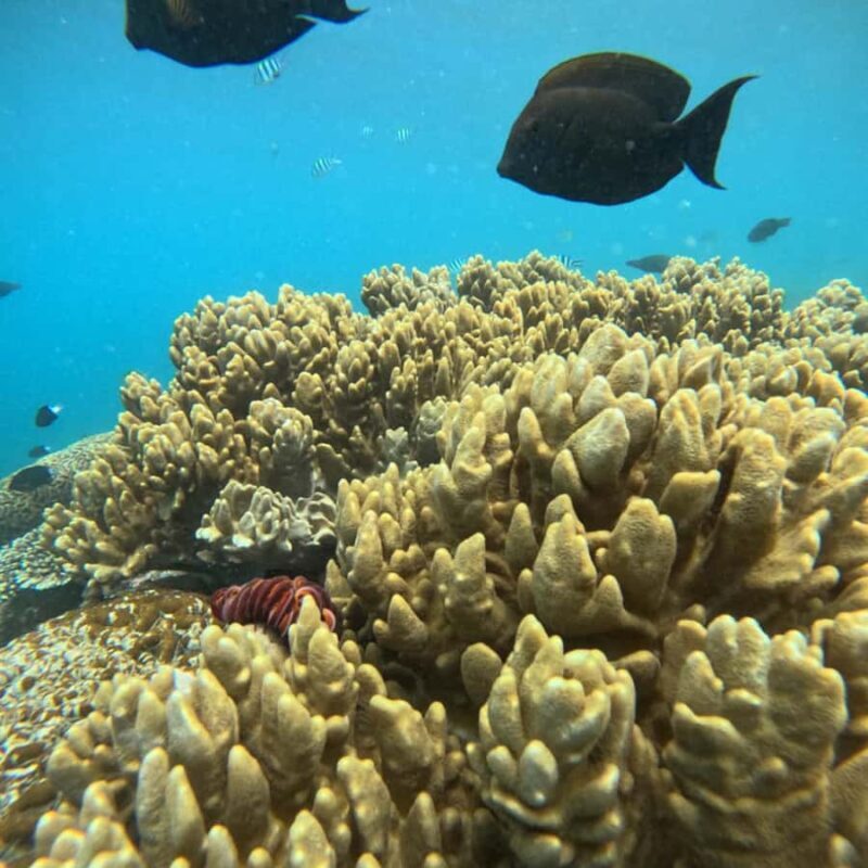 Padang Bai: Blue Lagoon Snorkeling Tour, Lunch & Transfer - Key Points