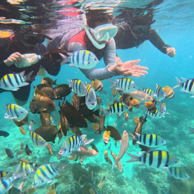 Padang Bai: Blue Lagoon Snorkeling Tour, Lunch & Transfer - What We Love About This Tour