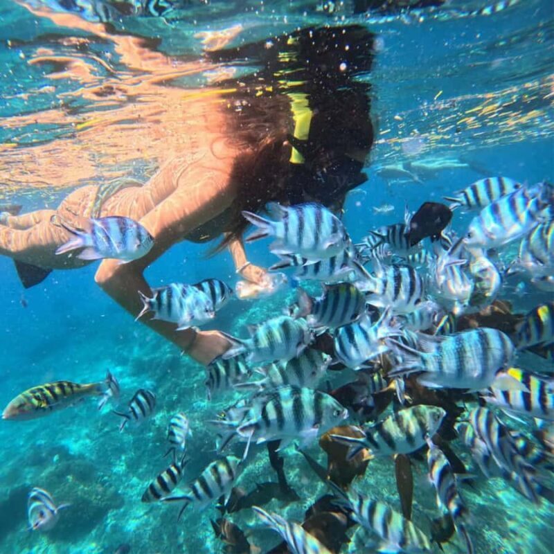 Padang Bai: Blue Lagoon Snorkeling Tour, Lunch & Transfer - The Bottom Line: Who Should Consider This Tour?