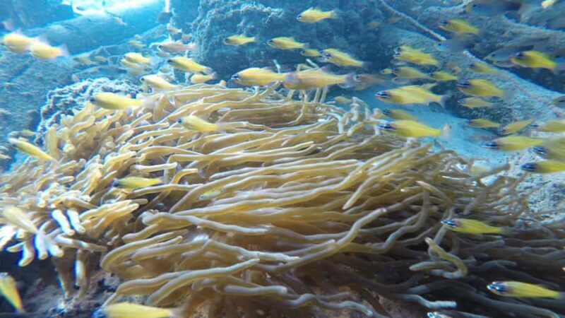 Padang West Sumatra: Hoping Island Fullday Tour - The Sum Up: Who Will Love This Tour?