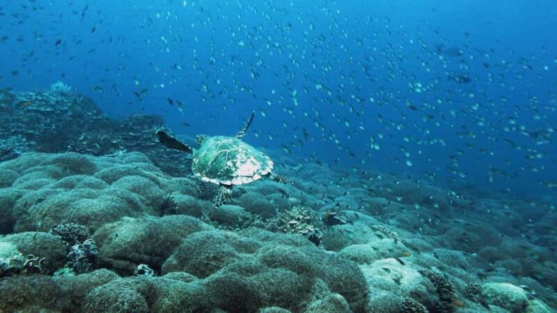 Padang West Sumatra: Hoping Island Fullday Tour - FAQ