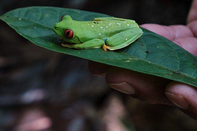 Paddle Board Adventure in a Tropical Paradise - The Devils in the Details: What to Expect This Tour Offers