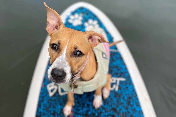 Paddle Board Hale'iwa with Rescue Dogs - What Makes This Tour Stand Out