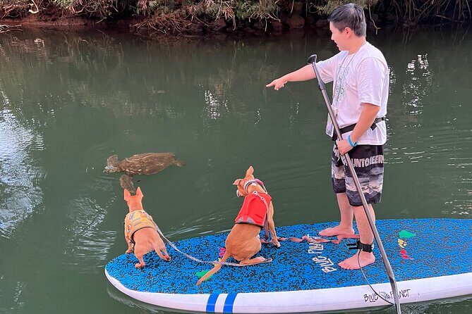 Paddle Board Hale'iwa with Rescue Dogs - Why Travelers Keep Coming Back (and Reviews Say It All)
