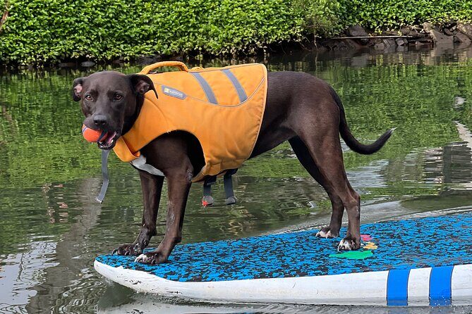 Paddle Board Hale'iwa with Rescue Dogs - Who Is This Tour Best For?