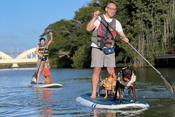 Paddle Board Hale'iwa with Rescue Dogs - Final Thoughts: Is it Worth It?