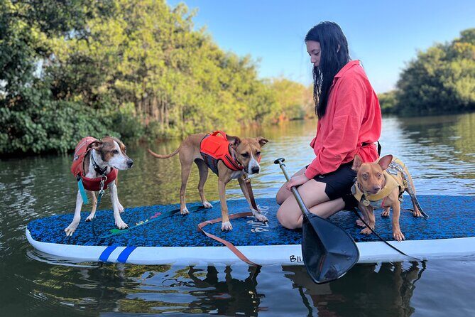 Paddle Board Hale'iwa with Rescue Dogs - FAQs
