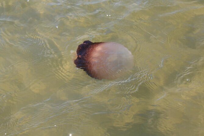 Paddle With Native Wildlife - An In-Depth Look at the Experience