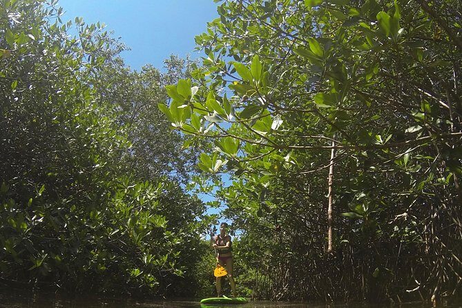 Paddleboard Cenote Tour - Practical Details and Logistics