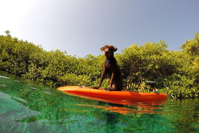 Paddleboard Cenote Tour - Who Is This Tour Perfect For?