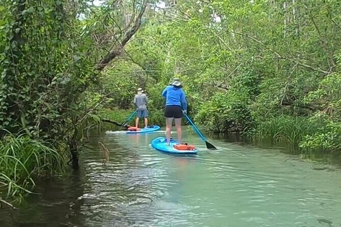 Paddleboard Rental  Three Sisters Springs & Manatee Refuge - An in-depth look at the Crystal River Paddleboard Experience