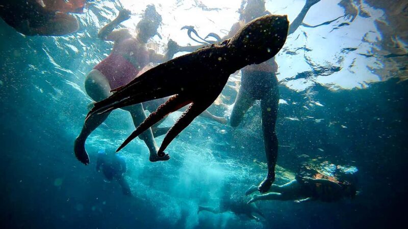 Paddleboard & snorkel tour in Los Arcos - Final Thoughts: Why Choose This Tour?