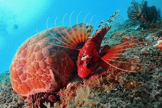 PADI Advanced Open Water Diver Course - Who Should Consider This Course?