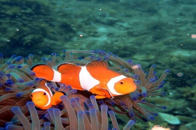 PADI Advanced Open Water Diver Course - A Detailed Look at the Course Experience