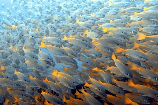 PADI Advanced Open Water Diver Course - Final Thoughts: Who Will Love This Course?