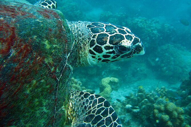 PADI Advanced Open Water Diver course Two days one night included accommodation - Exploring the Koh Samui PADI Advanced Course