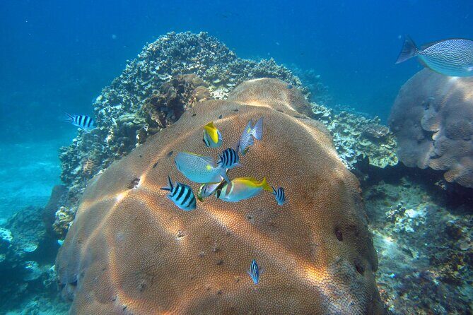 PADI Advanced Open Water Diver course Two days one night included accommodation - The Value of the Experience