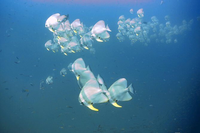 Padi Advanced open Water Diver Courses (Start at Ko Kut) - An In-Depth Look at the Koh Kood PADI Advanced Course