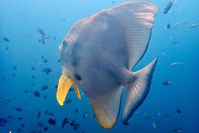 Padi Advanced open Water Diver Courses (Start at Ko Kut) - Practical Details