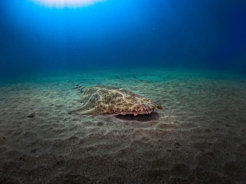PADI ADVANCED OPEN WATER DIVER - Why This Course Is Worth Considering