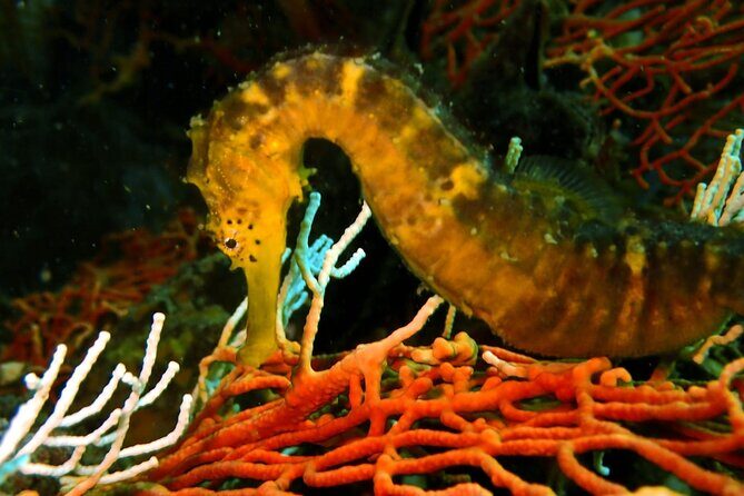 PADI Discover Scuba 2 Times Diving Phuket - The Value of This Phuket Diving Experience