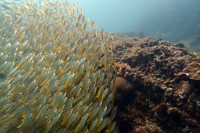 PADI Discover Scuba 2 Times Diving Phuket - Realistic Considerations and Who Should Sign Up