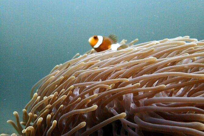 PADI Discover Scuba 2 Times Diving Phuket - An In-Depth Breakdown of the Itinerary