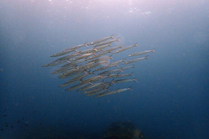 PADI Discover Scuba 3 Times Diving Phuket - Introduction: Exploring Phuket’s Underwater Paradise