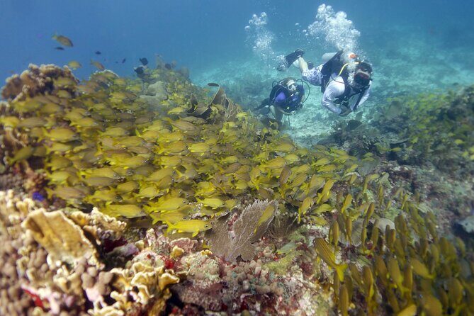 PADI Discover Scuba Diving for divers without certification - Practical Details and Tips for Travelers